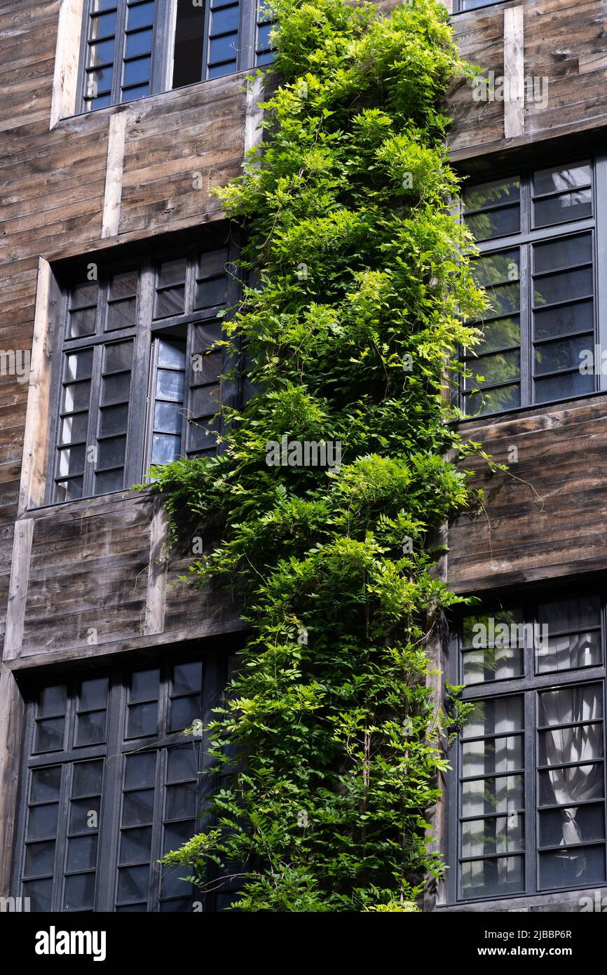 Green facade and eco house concept. Vine creeper around window on ...