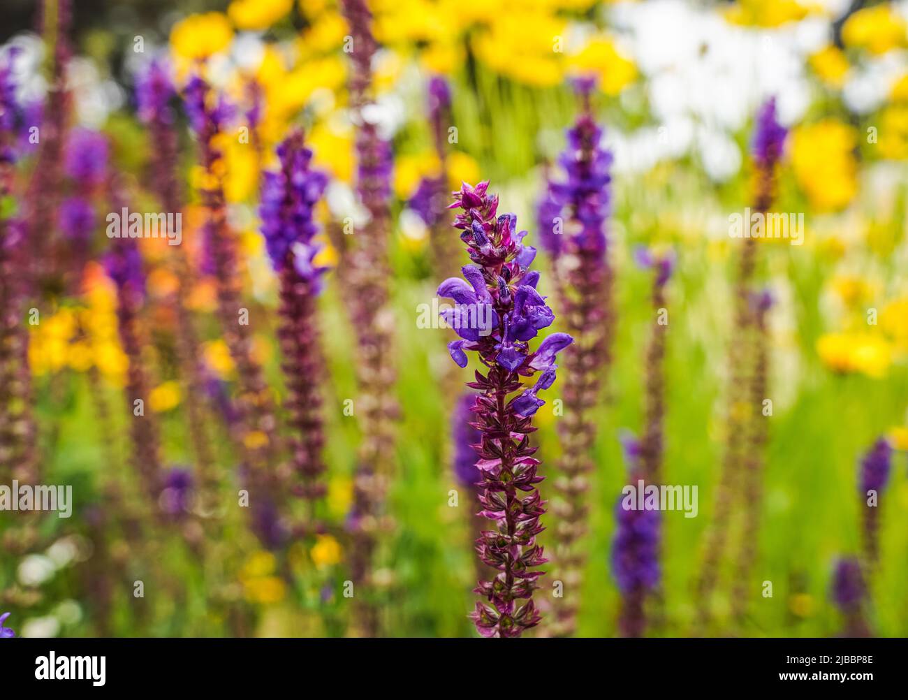Purple flowers in field of flower with yellow flowers Stock Photo - Alamy