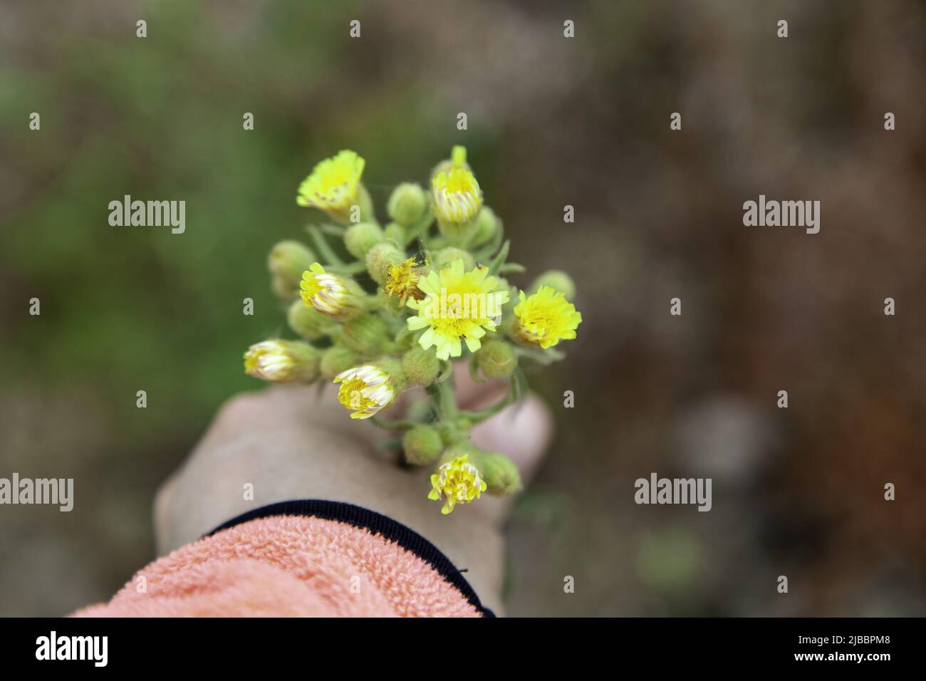 Detail of a woman's hand with a handful of yellow wild flowers Stock ...