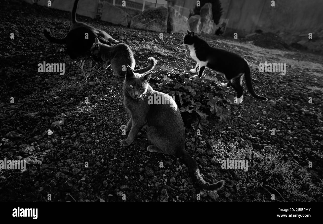 Abandoned street cats, stray animals, pets Stock Photo - Alamy