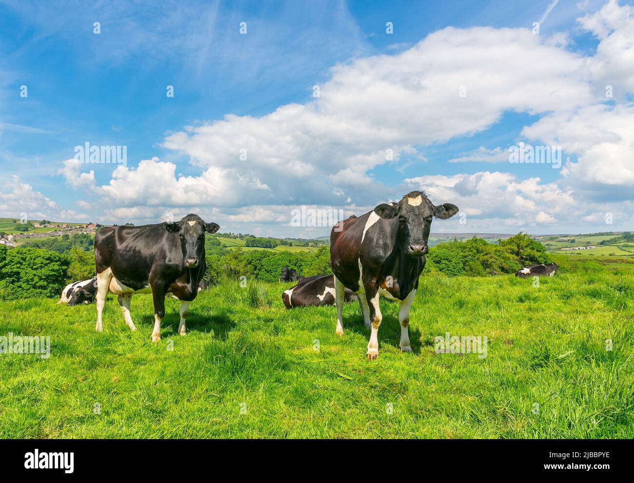 Holstein Friesian cows facing forward in lush green meadow with blue ...