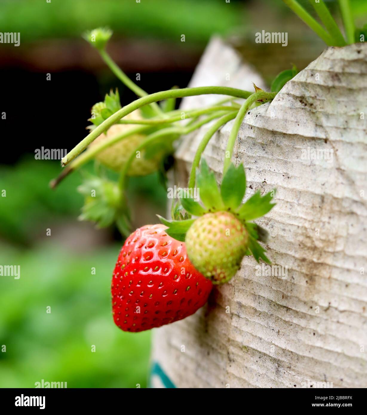 Unripe strawberries growing in a garden or a farm Stock Photo - Alamy