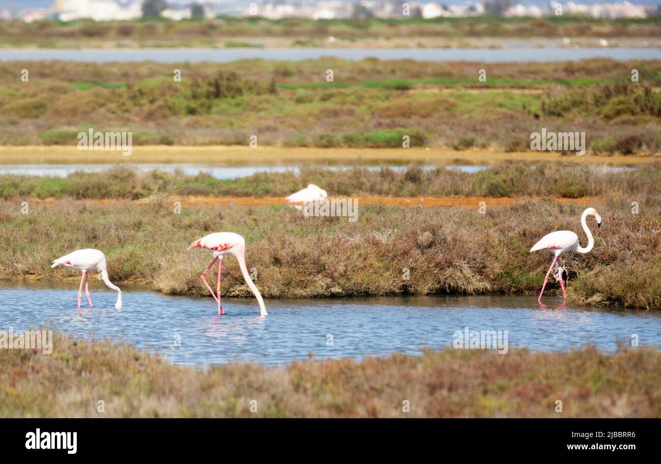 flamingo birds walk on the dam of the river Stock Photo - Alamy