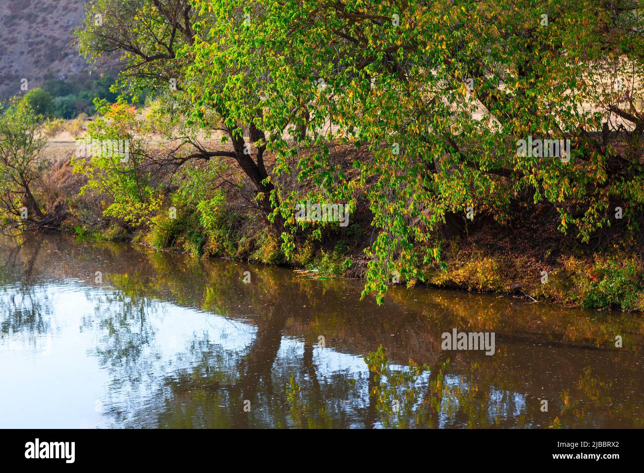 Tree branches reflection in the river water . Riverside nature scenery ...