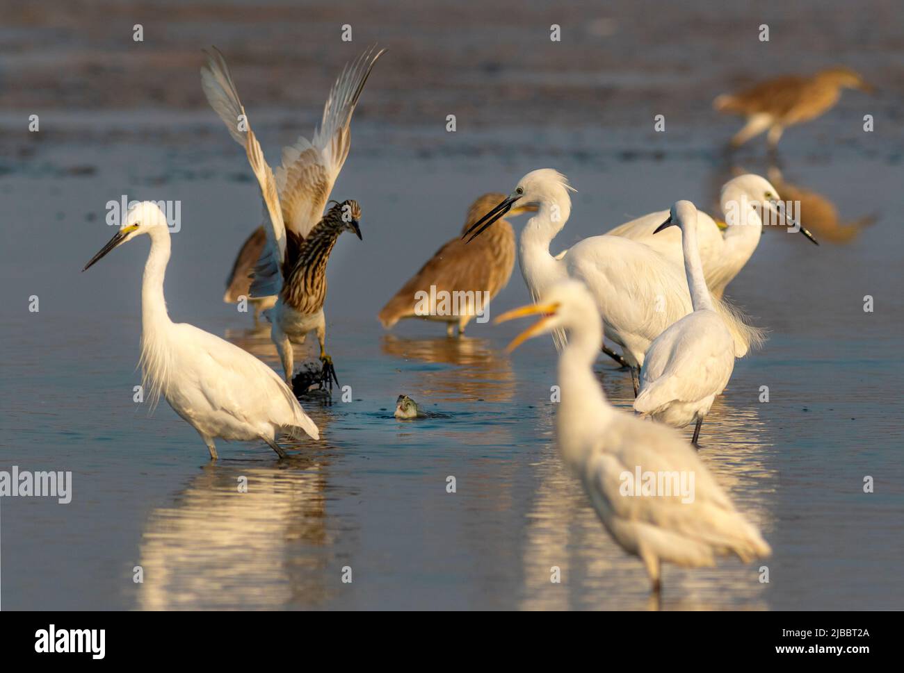 Indian pond heron with preyed fish ,closeup of wildlife bird Stock ...