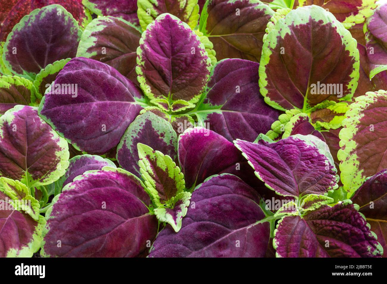 Homegrown young Coleus plants background Stock Photo - Alamy