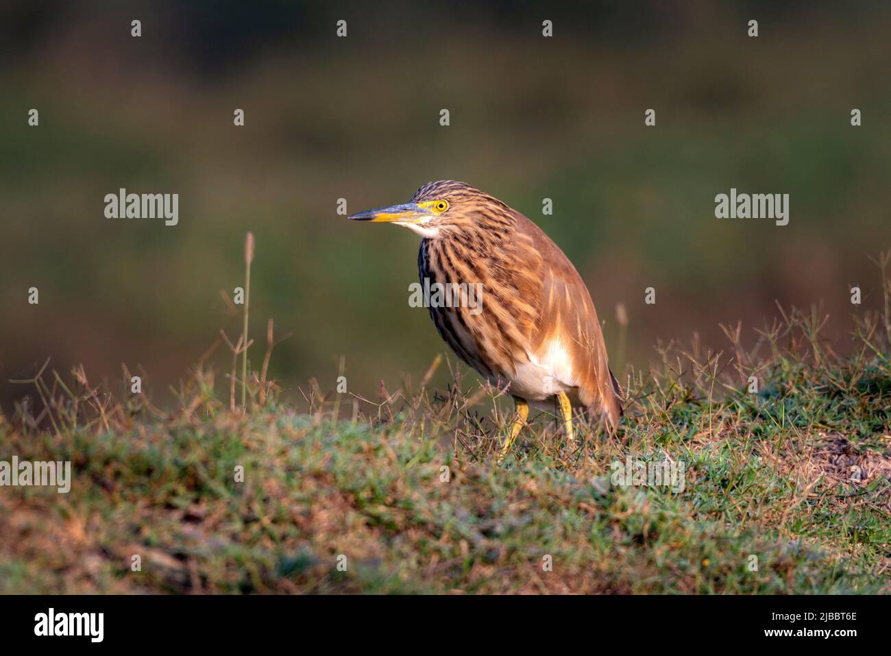 Indian pond heron with preyed fish ,closeup of wildlife bird Stock ...