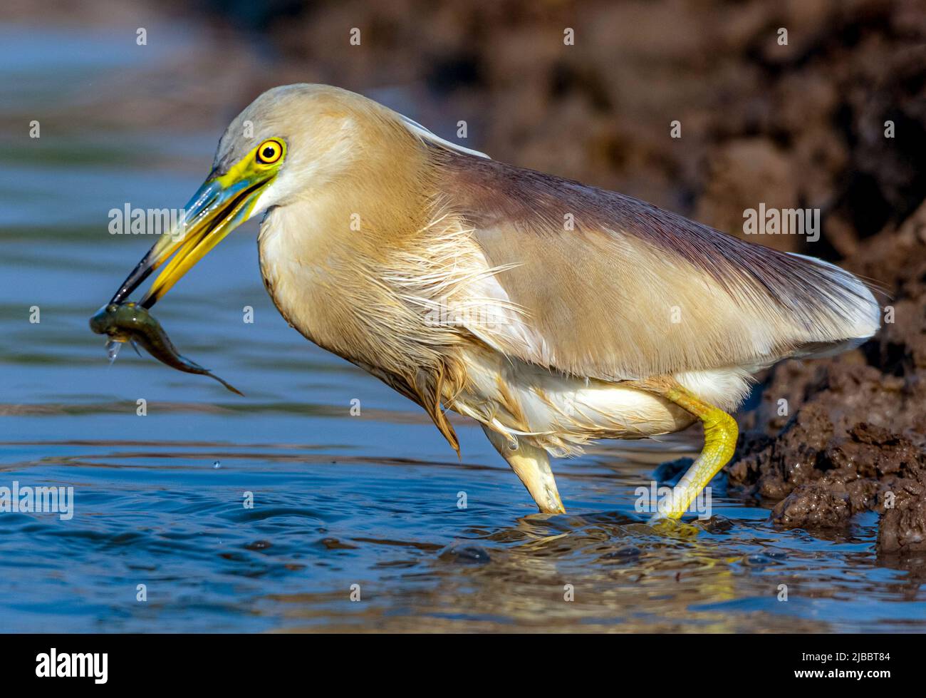 Indian pond heron with preyed fish ,closeup of wildlife bird Stock ...