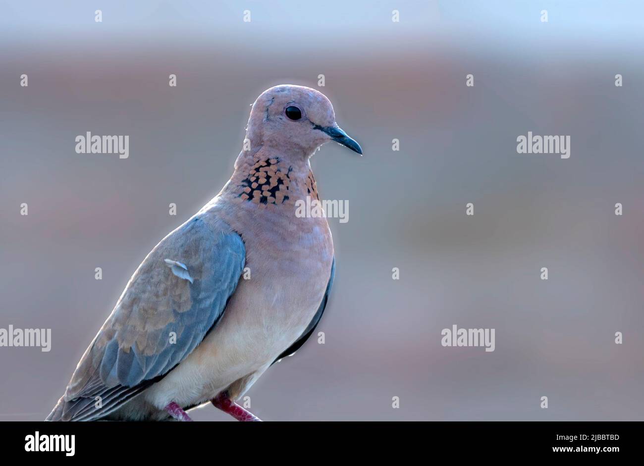 The laughing dove is a small pigeon that is a resident breeder in ...