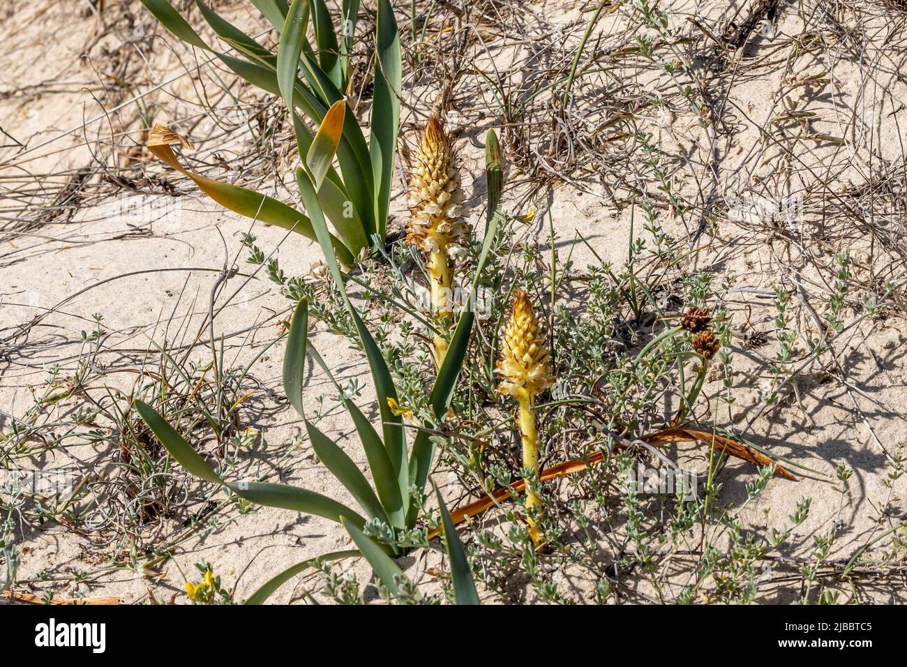 Orobanche densiflora hi-res stock photography and images - Alamy