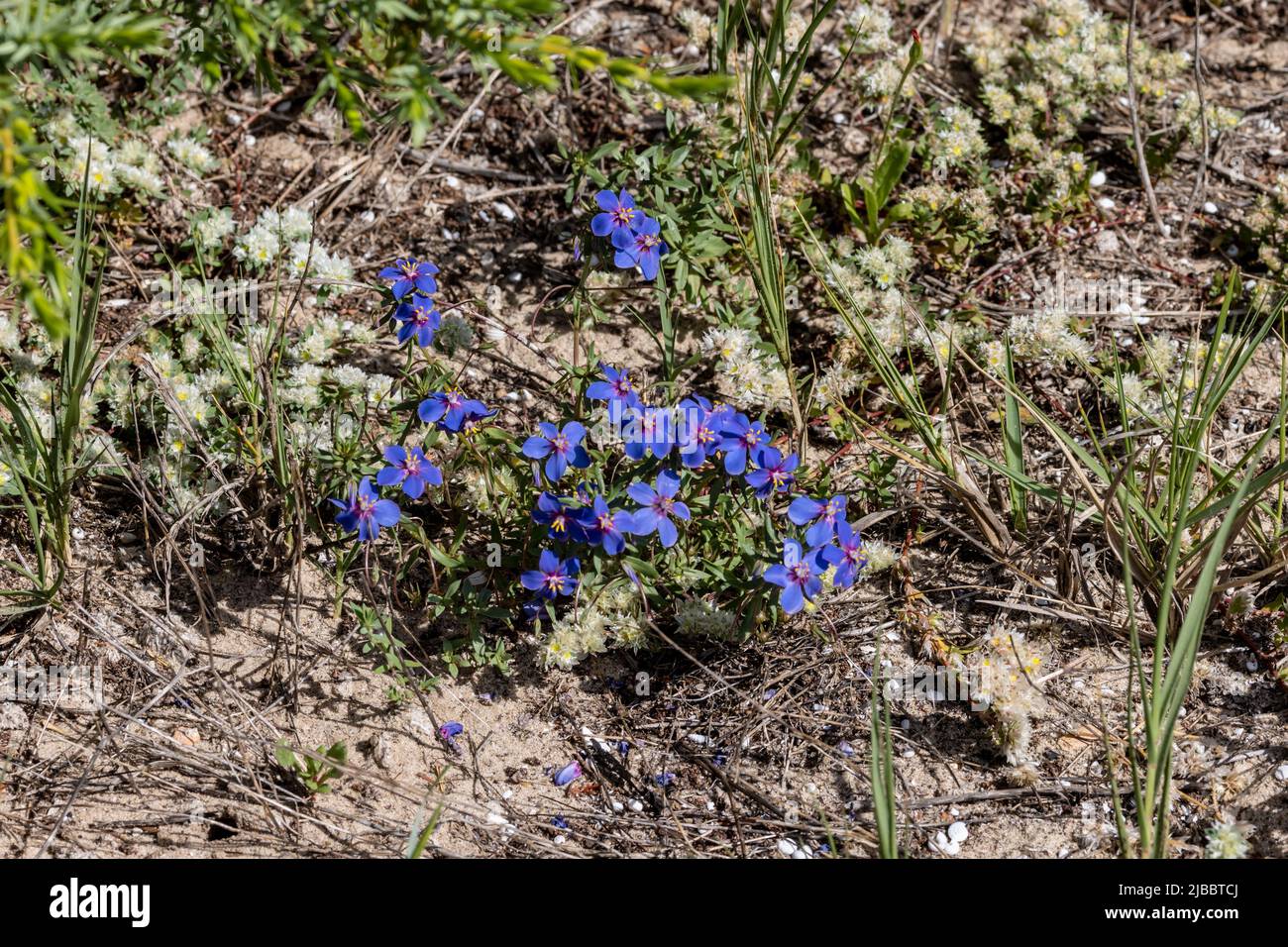 Plant native to spain hi-res stock photography and images - Alamy