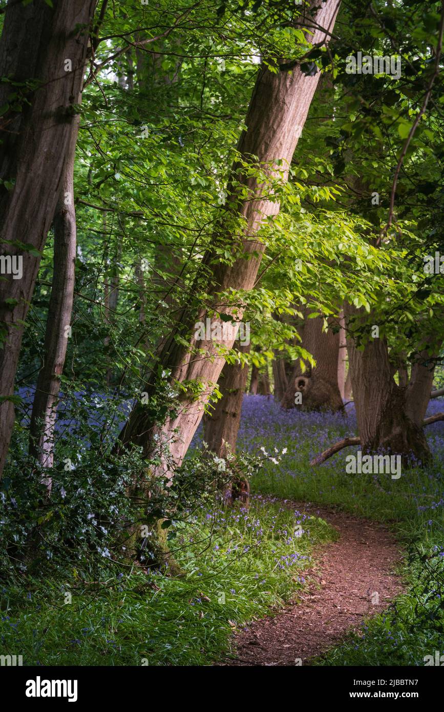 Stunning majestic Spring bluebells forest sunrise in English ...