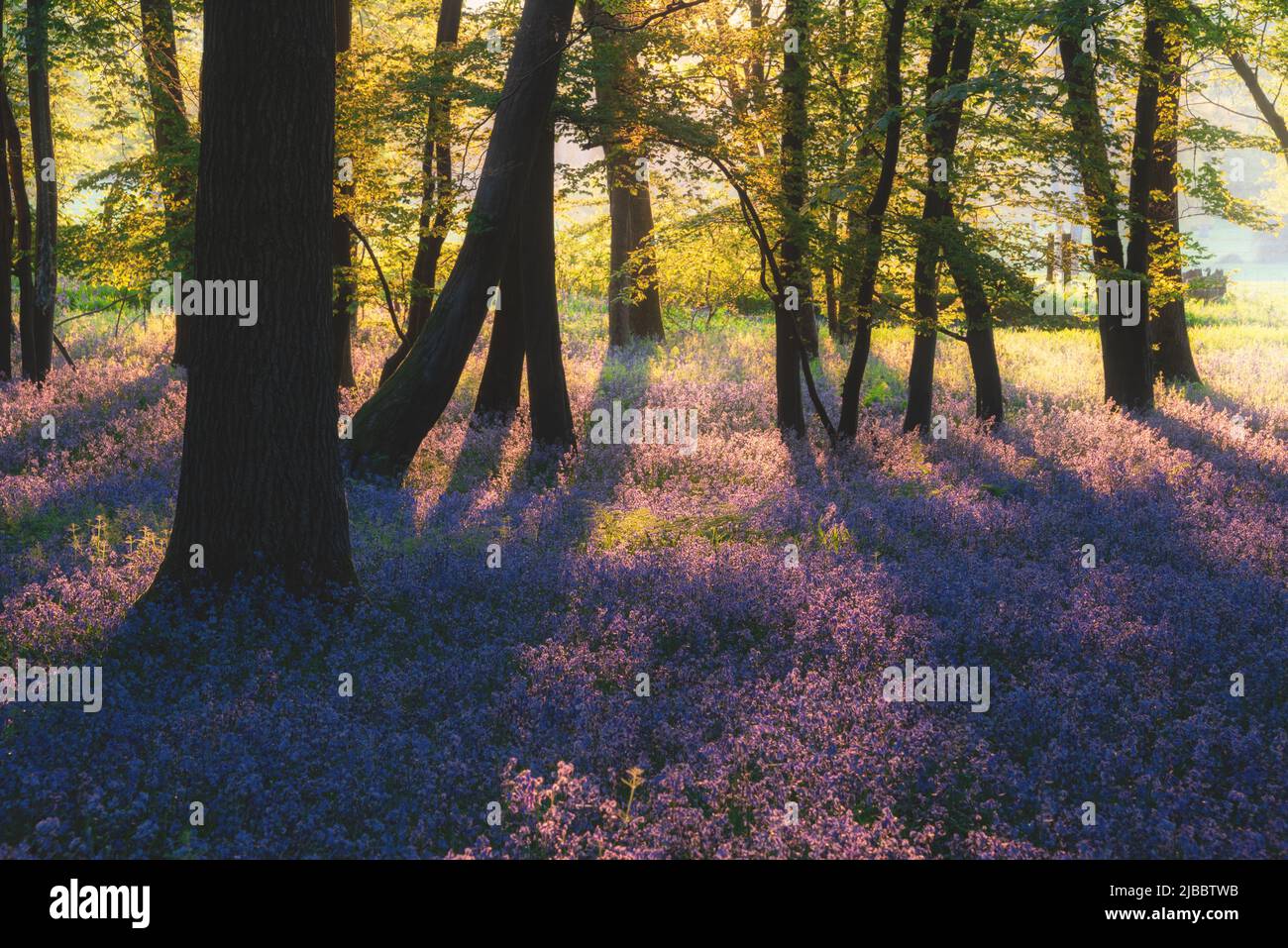 Stunning majestic Spring bluebells forest sunrise in English ...