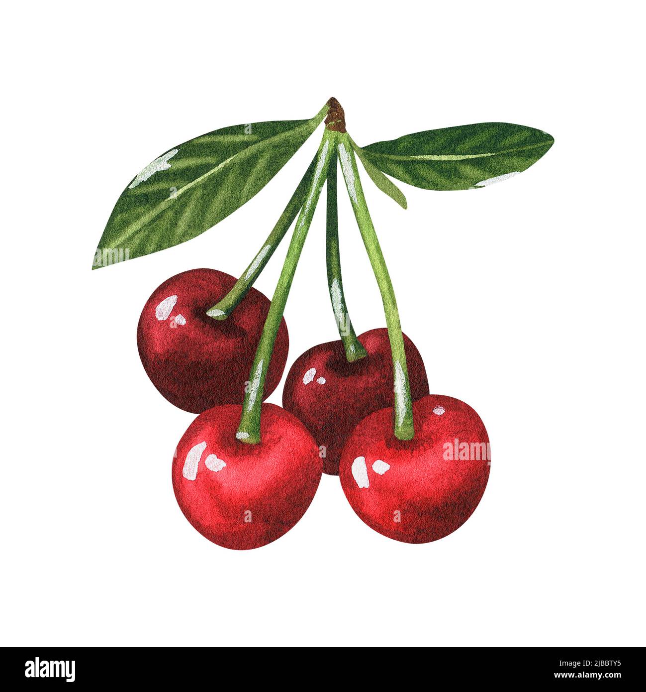 Cherry. Watercolor illustration. Isolated on a white background. For ...