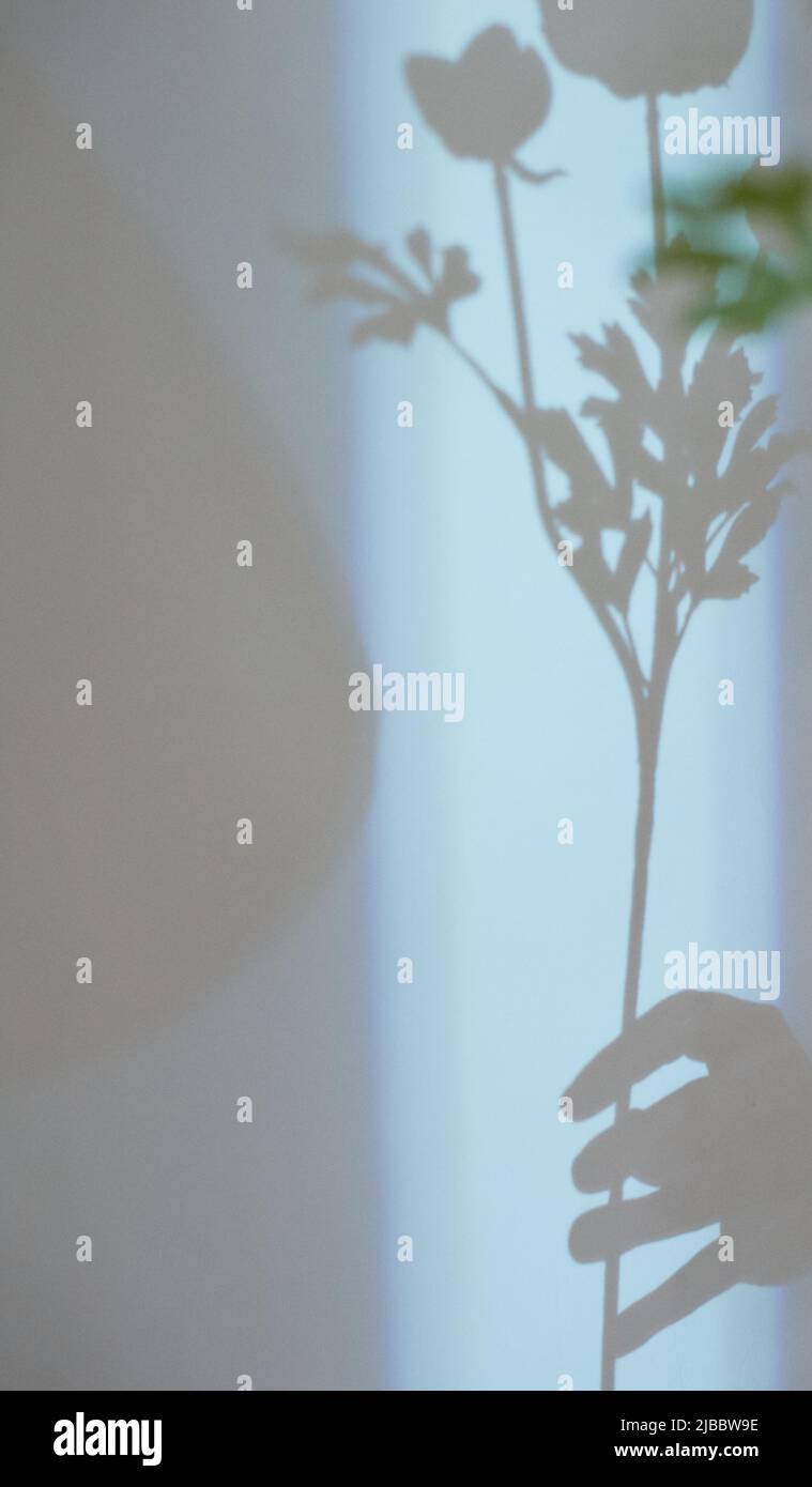 Hand with a flower on a light background. Light and shadow. Abstraction ...