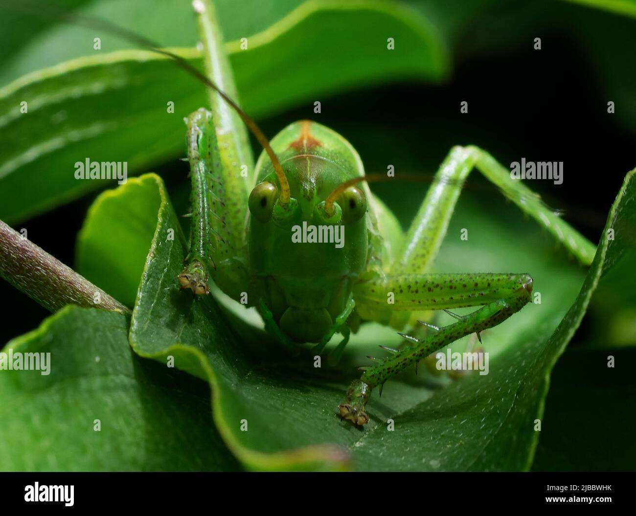 Neoptera pterygota arthropoda hi-res stock photography and images - Alamy