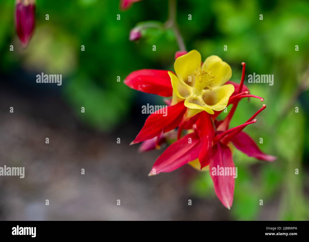 Red columbine aquilegia canadensis hi-res stock photography and images ...