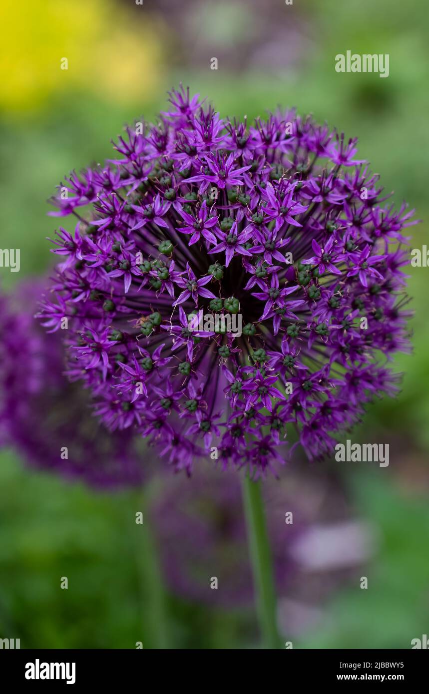closeup of a Giant Allium (Allium giganteum) in purple summer bloom ...
