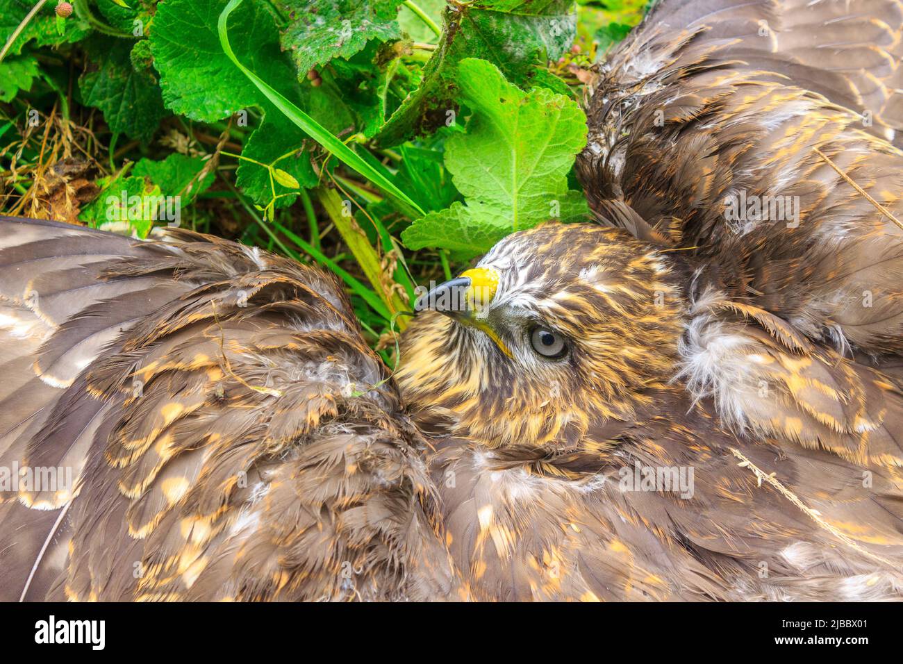 Eagle yellow beak hi-res stock photography and images - Alamy