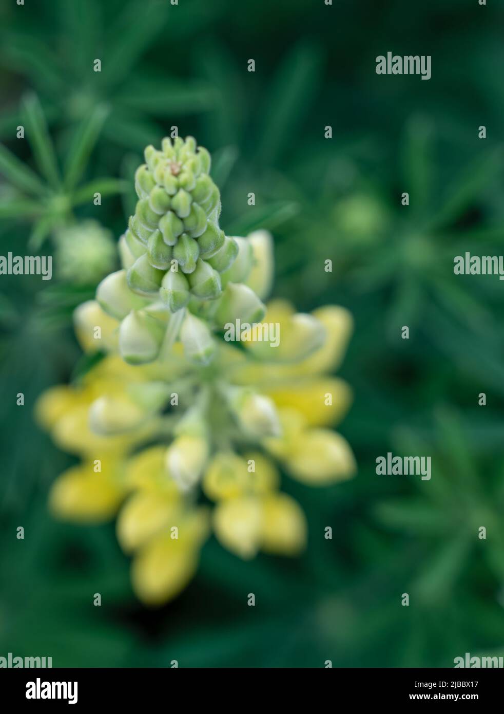 close up of yellow Lupine (Lupinus luteus Stock Photo - Alamy