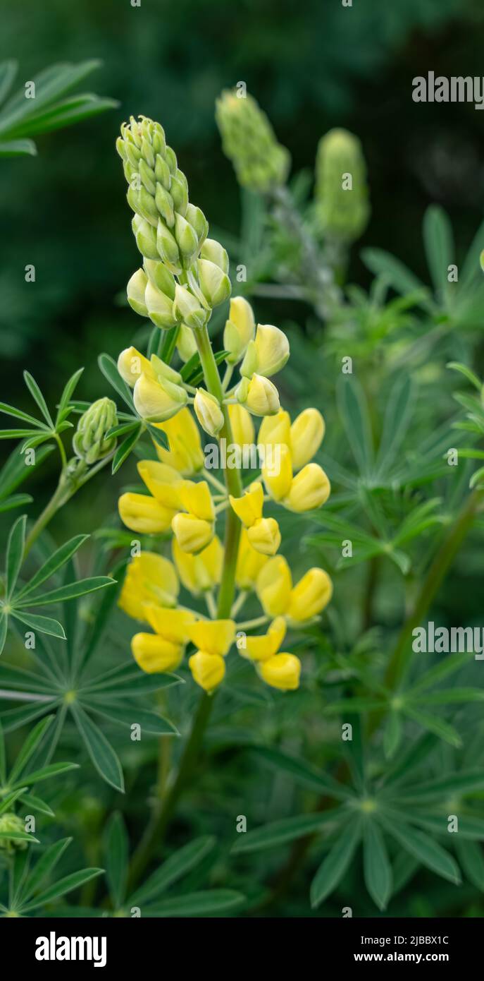 Lupinus luteus hi-res stock photography and images - Alamy