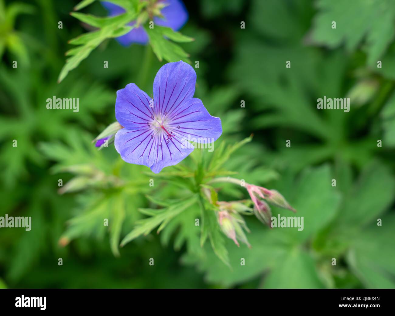 Spring orion hi-res stock photography and images - Alamy