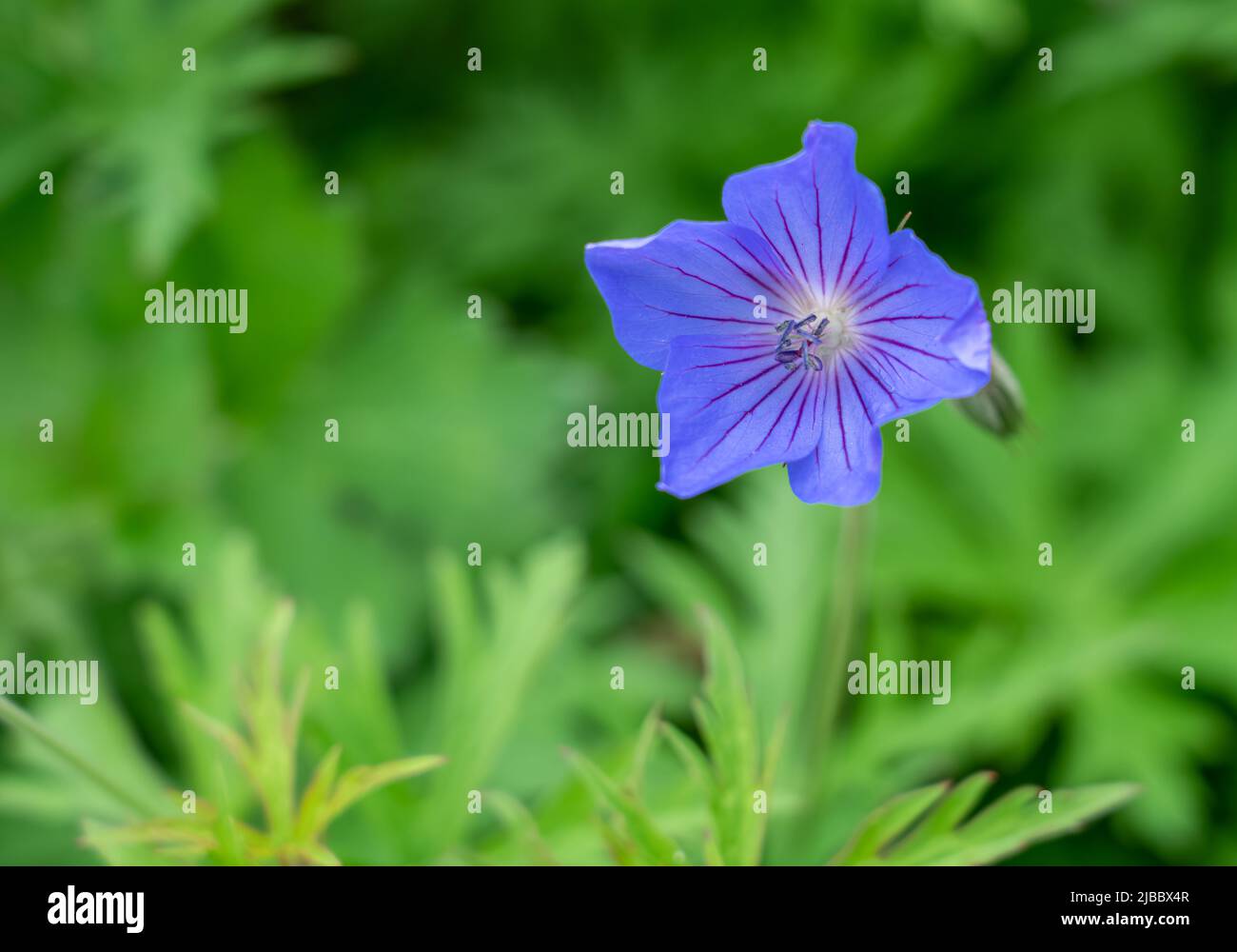 Spring orion hi-res stock photography and images - Alamy