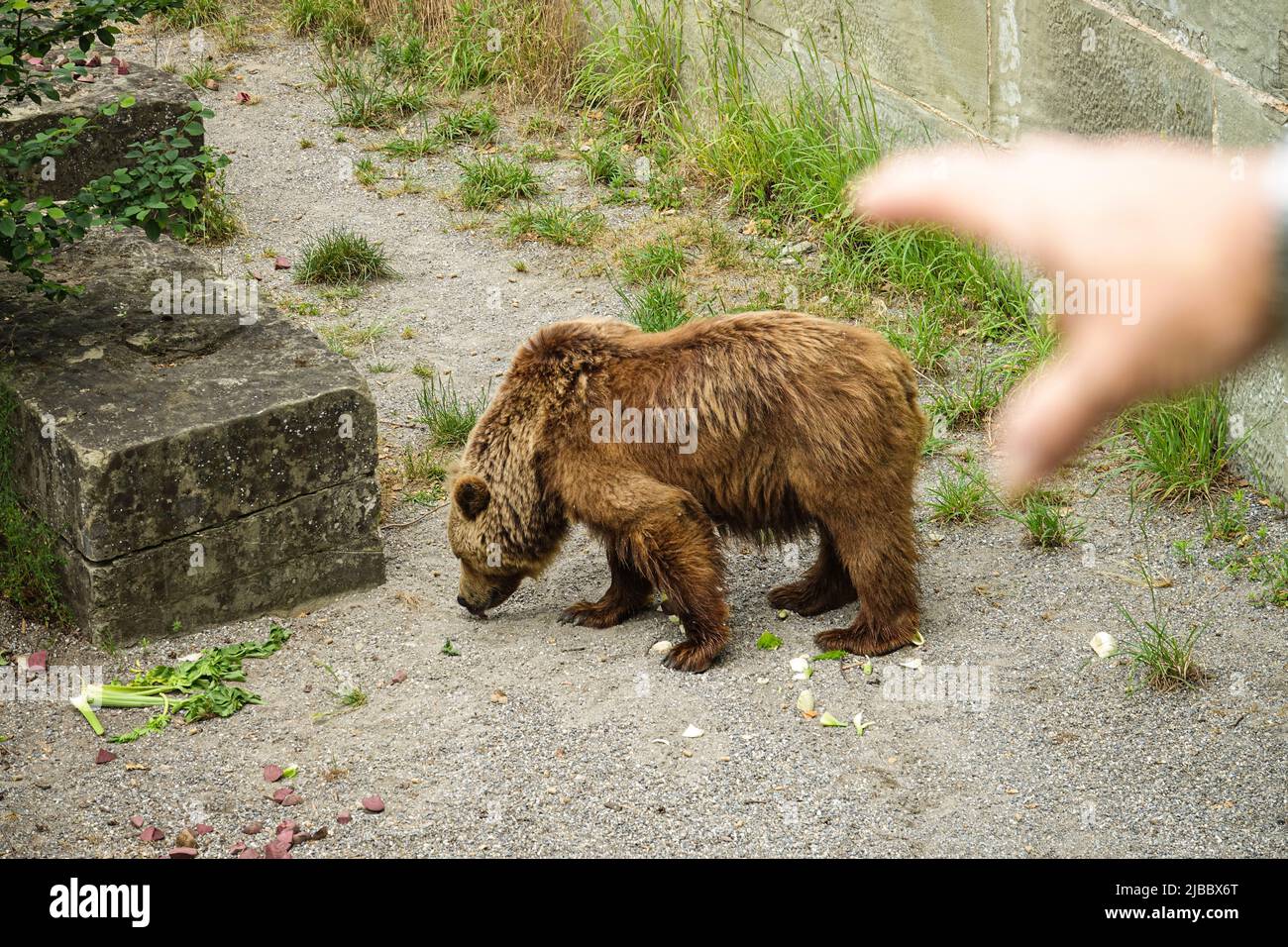 Bern Bear Park. The Bear Pit is one of the most popular tourist destinations for children. Bern ...