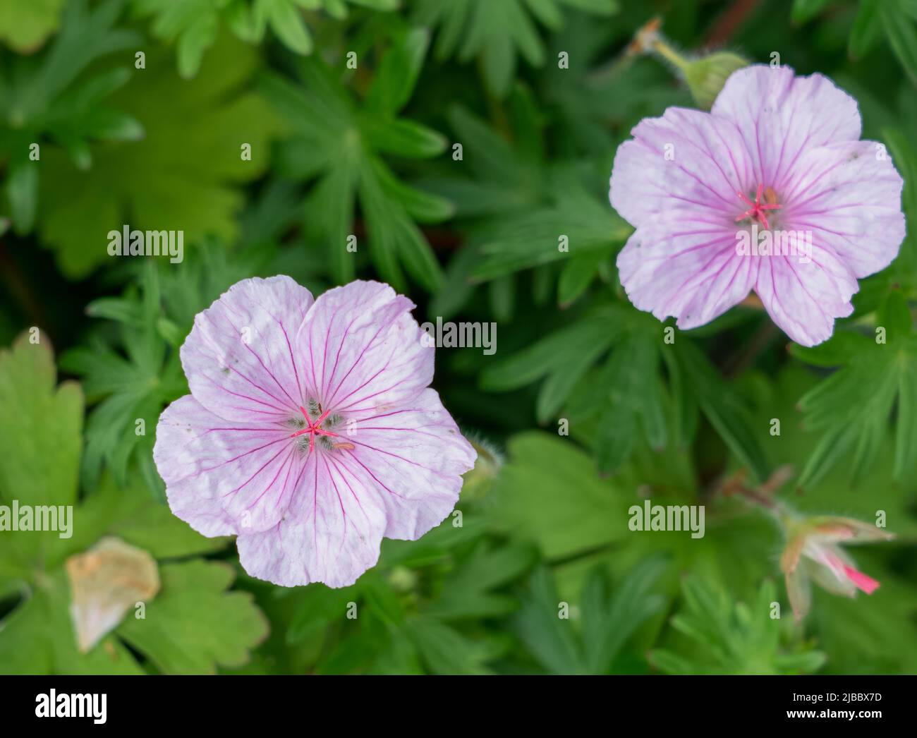 closeup of flowering Geranium macrorrhizum 'Bevan's variety' Stock ...