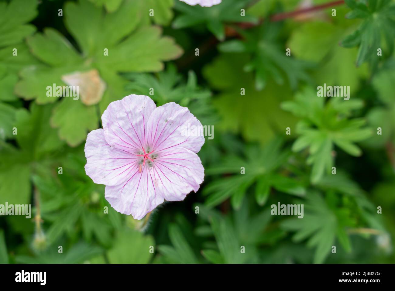 Geranium bevan's variety hi-res stock photography and images - Alamy