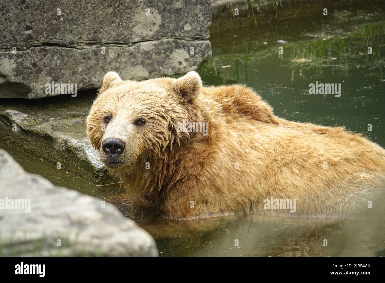 Brown bear in Bern, Switzerland Stock Photo - Alamy