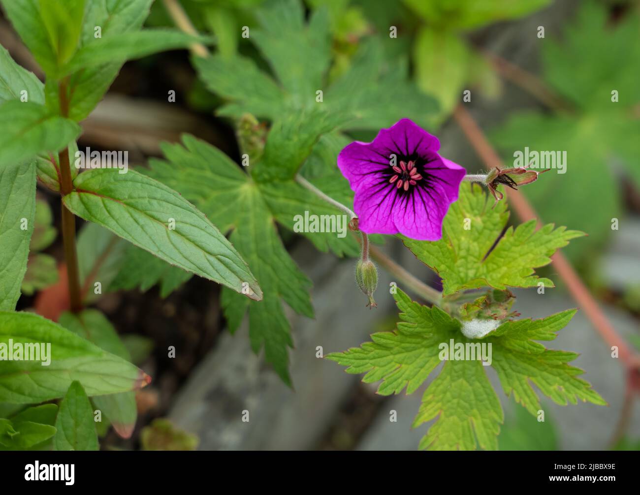 close up of Geranium 'Anne Thomson' in bloom Stock Photo - Alamy