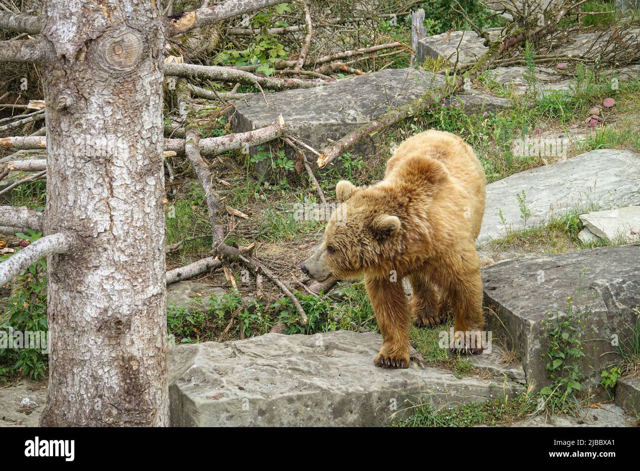 Brown bear grizzly in hi-res stock photography and images - Alamy
