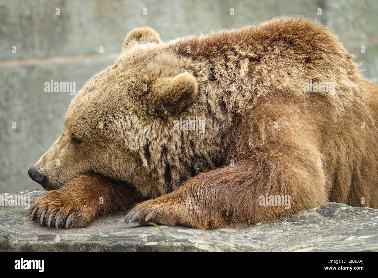 Brown bear in Bern, Switzerland Stock Photo - Alamy