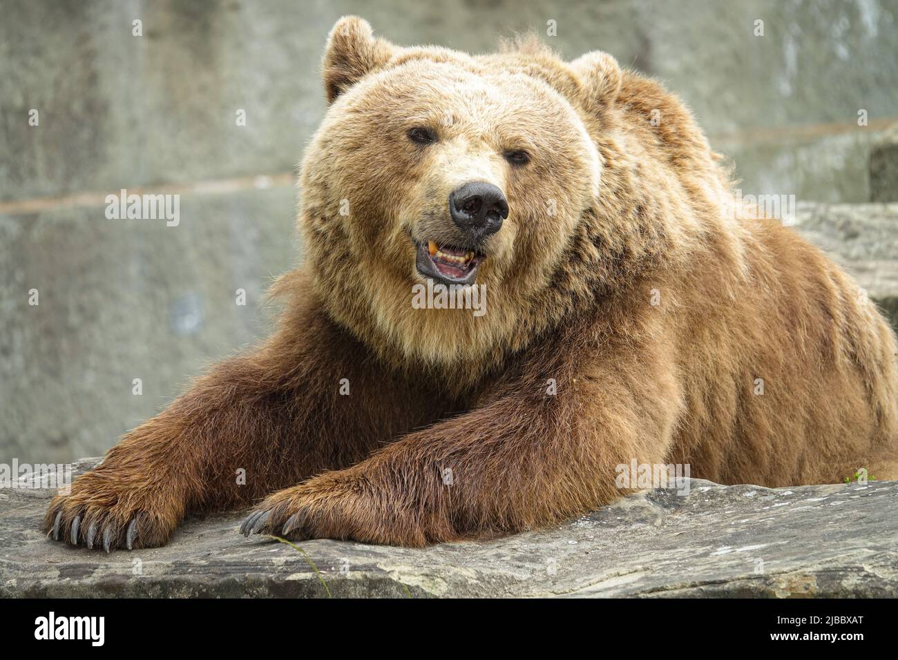 Brown bear in Bern, Switzerland Stock Photo - Alamy
