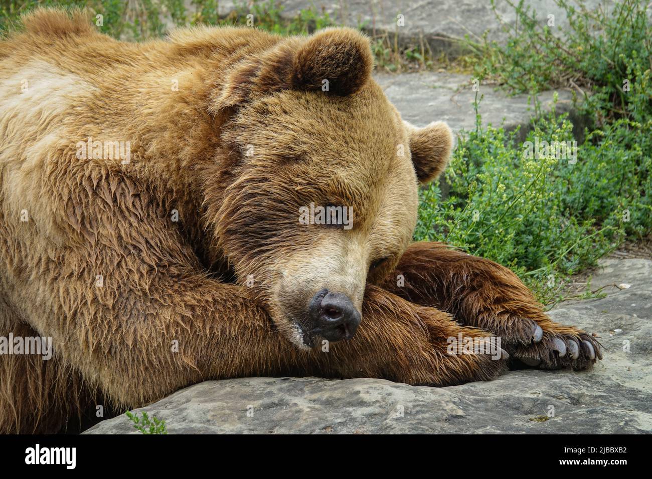Brown bear grizzly in hi-res stock photography and images - Alamy
