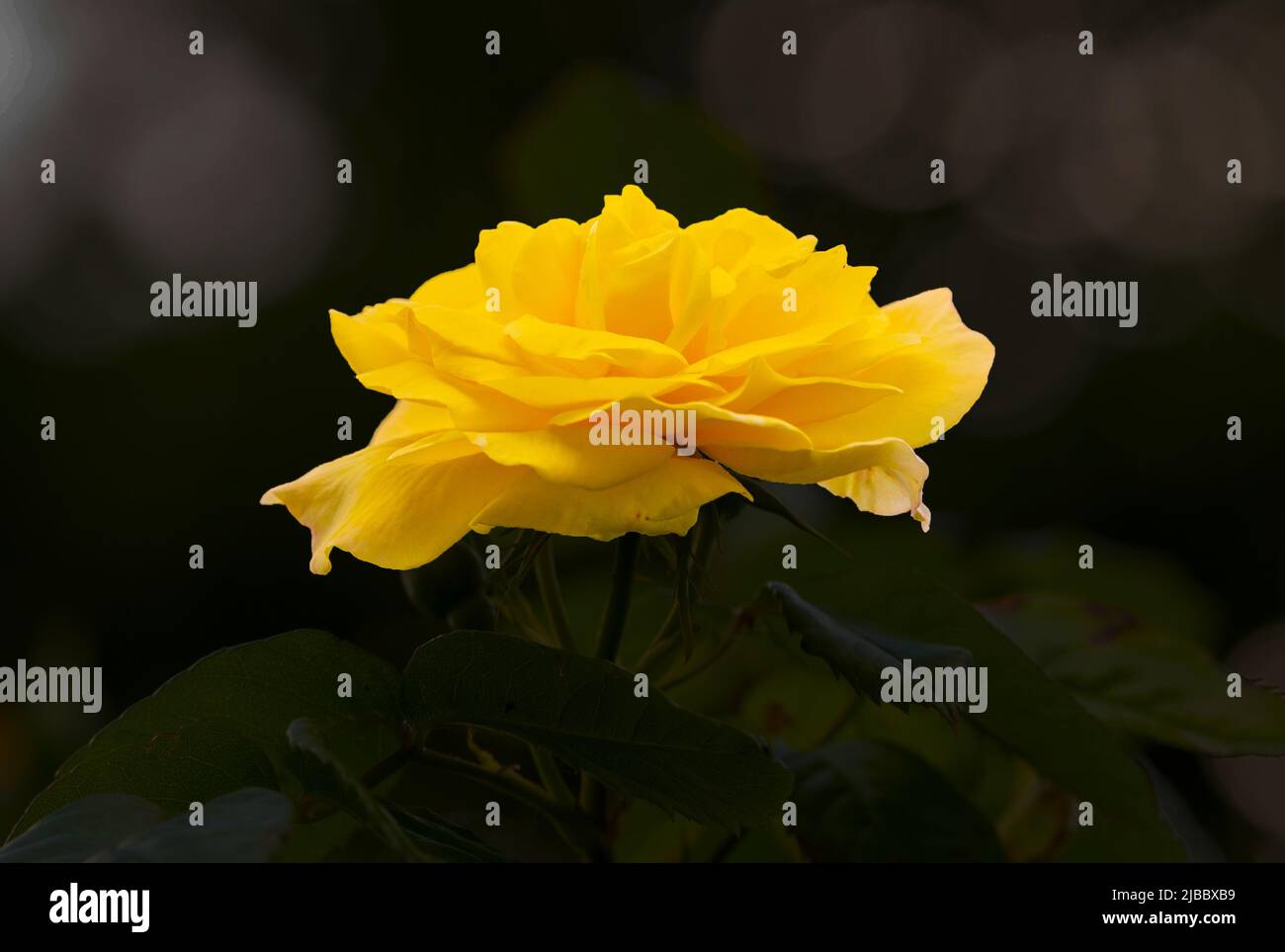 Yellow contrast hi-res stock photography and images - Alamy