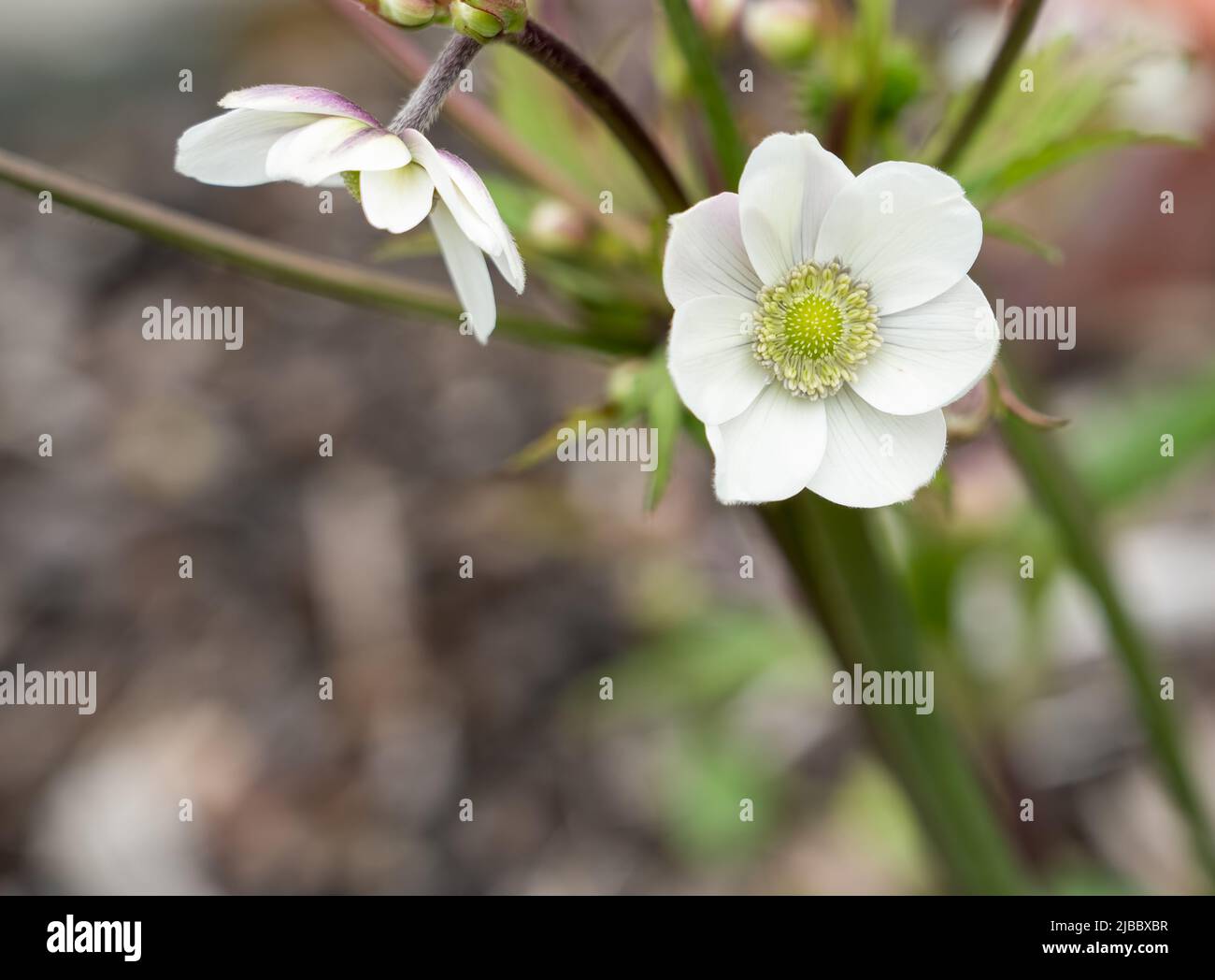 Anemone rivularis hi-res stock photography and images - Alamy