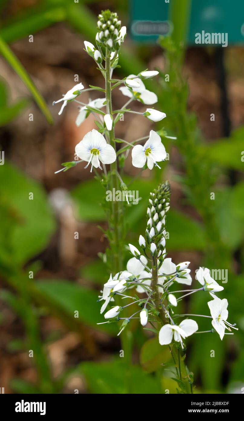 Closeup of flowering Veronica Gentianoides 'Blue Streak' Stock Photo ...