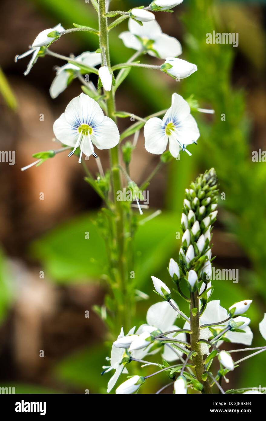 Closeup of flowering Veronica Gentianoides 'Blue Streak' Stock Photo ...