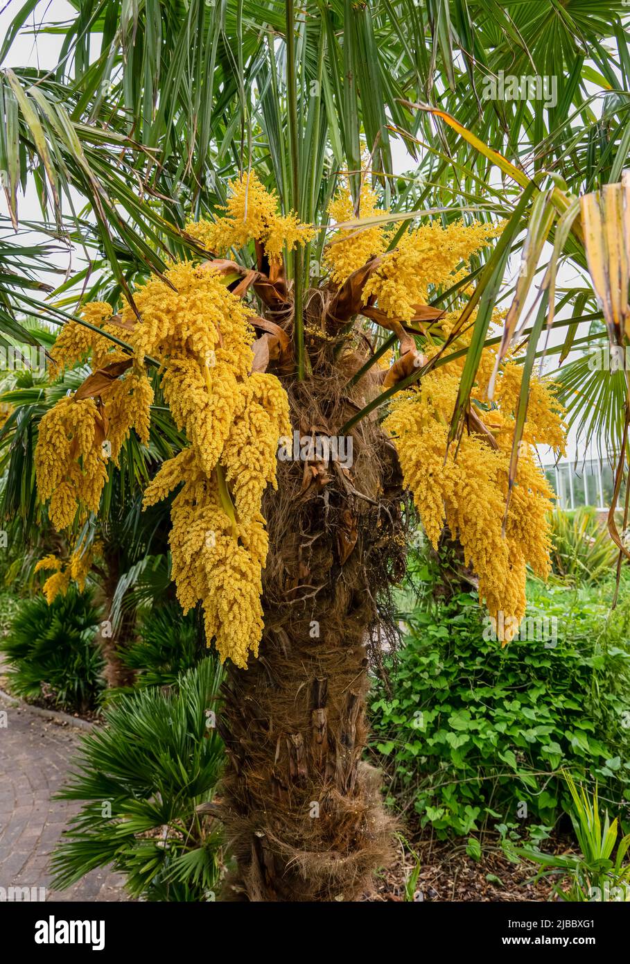 Closeup of Trachycarpus fortunei (Chusan palm) with large sprays of ...