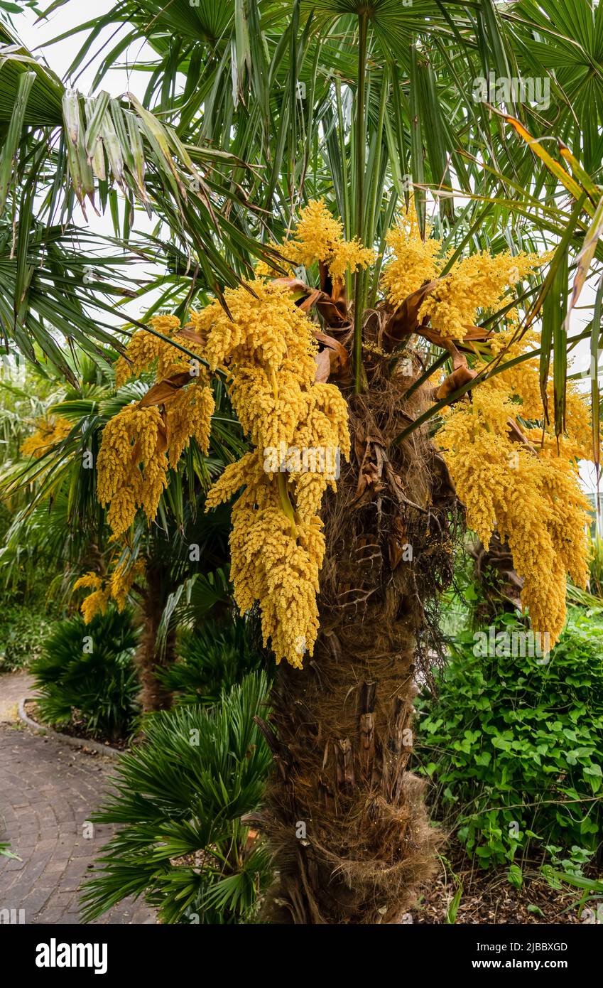 Closeup of Trachycarpus fortunei (Chusan palm) with large sprays of ...