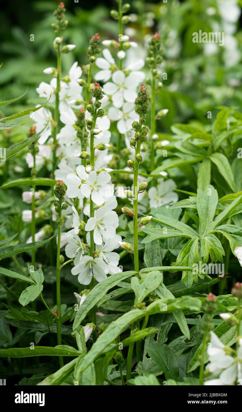 Sidalcea candida hi-res stock photography and images - Alamy