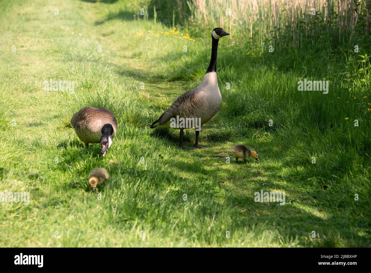 Cute Canada Goose Branta Canadensis family walking along brighit sunny ...