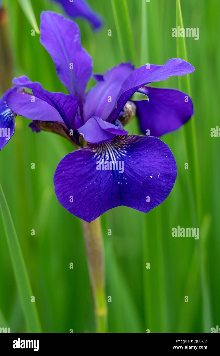 Iris caesars hi-res stock photography and images - Alamy