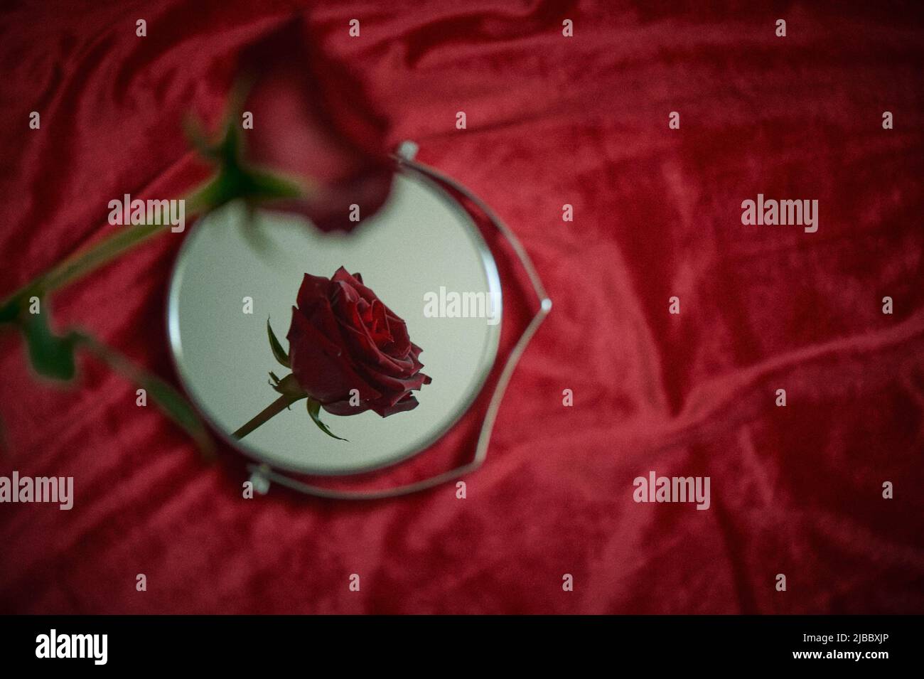 Reflection of a red rose in a round mirror. A symbol of passion and ...