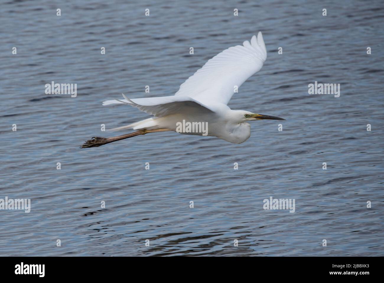 Lovely image of beautiful Great White Egret Ardea Alba in flight over ...