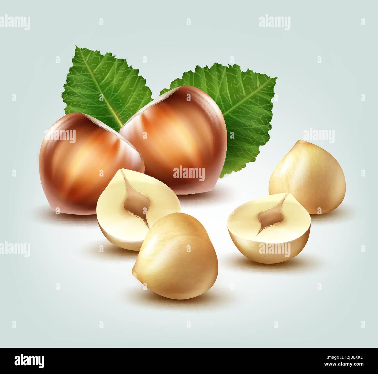 Vector realistic whole and peeled hazelnuts with leaves side view ...