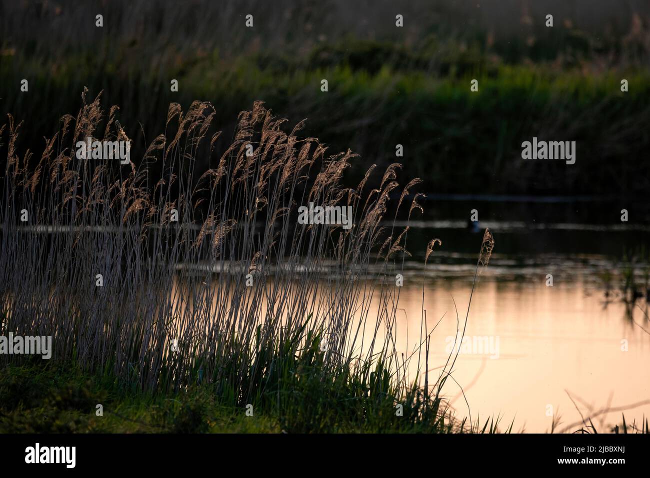 Beautiful Summer feel landscape of sunset over reed beds in Somerset ...