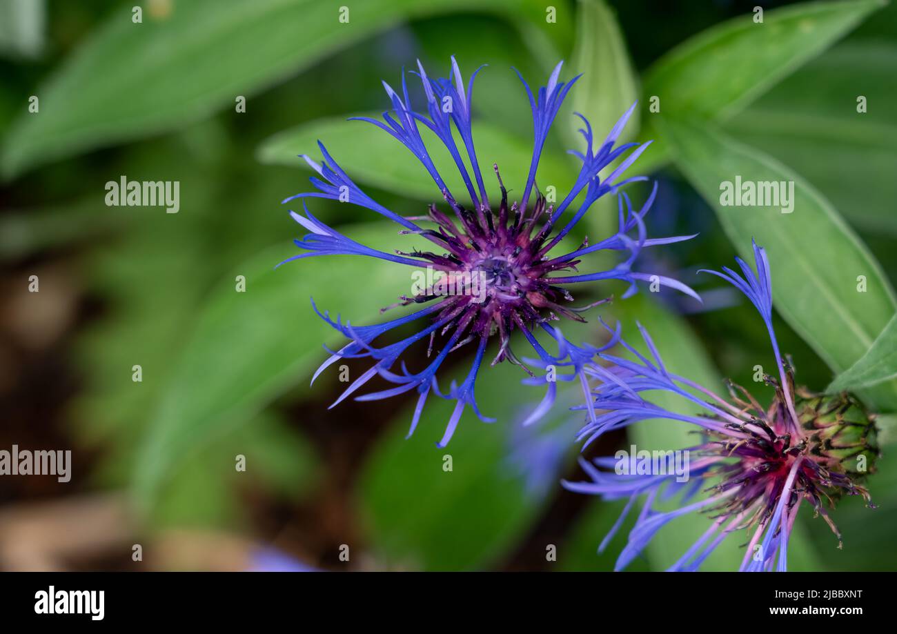closeup of flowering Mountain bluet (Centaurea montana Stock Photo - Alamy